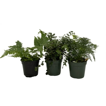 BubbleBlooms Fern Variety Assortment, 6 Different Plants, Variety ...