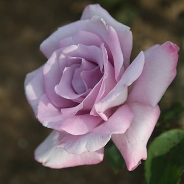 Heirloom Roses Darlow's Enigma - Rambling Rose Bush with Pure White ...