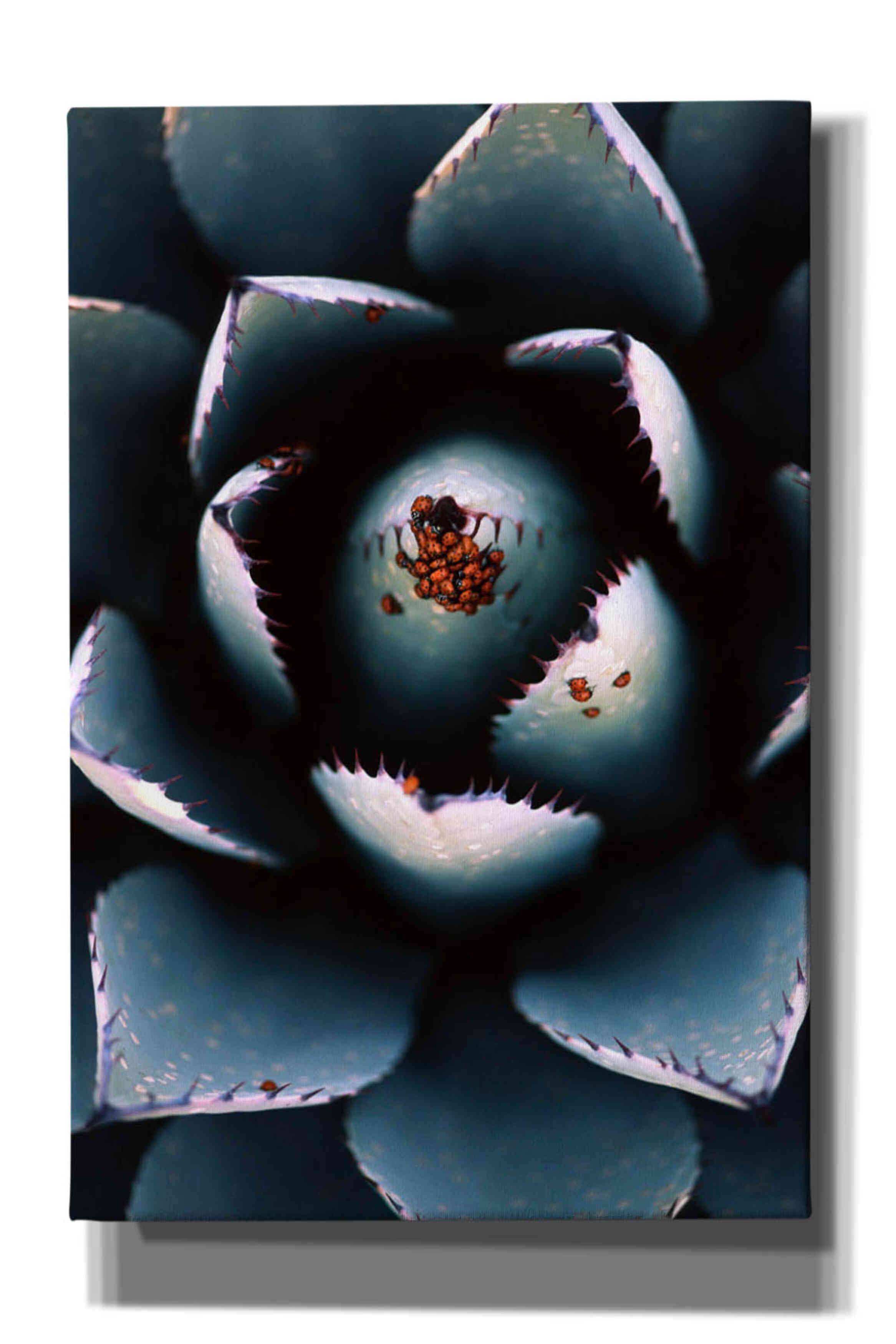 Epic Graffiti 'Ladybugs Agave' by Thomas Haney, Giclee Canvas Wall Art ...
