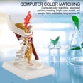 Cervical Spine Model Removable Human Spinal Nerves Model for Doctor ...