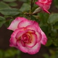 Heirloom Roses, Own-Root One Gallon Handel Climbing Rose, Bi-Color ...