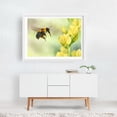 Bumblebee at yellow Baptisia - Photography Insect Wildlife Nature ...