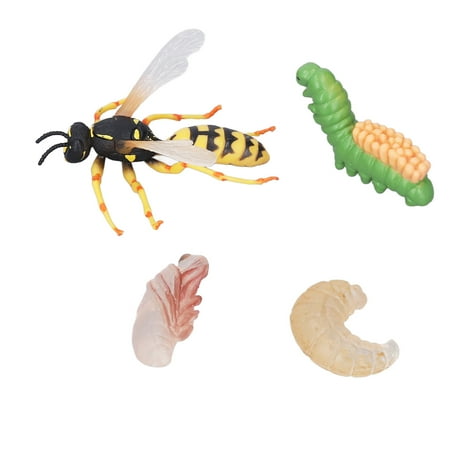 Wasp Growth Cycle Figures, Wasp Bee Growth Cycle Model Colorful Funny ...