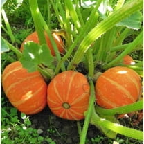 Orange Cutie Squash Seeds for Planting (10 Seeds) - Easy to Grow ...