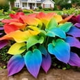 500-1500Pcs，A vibrant mix of multicolored hosta seeds, 100% organic ...