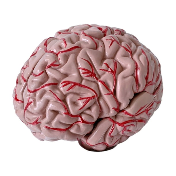 Smilepp PVC Brain Model For Anatomy Class Exquisite Craft And Realistic ...