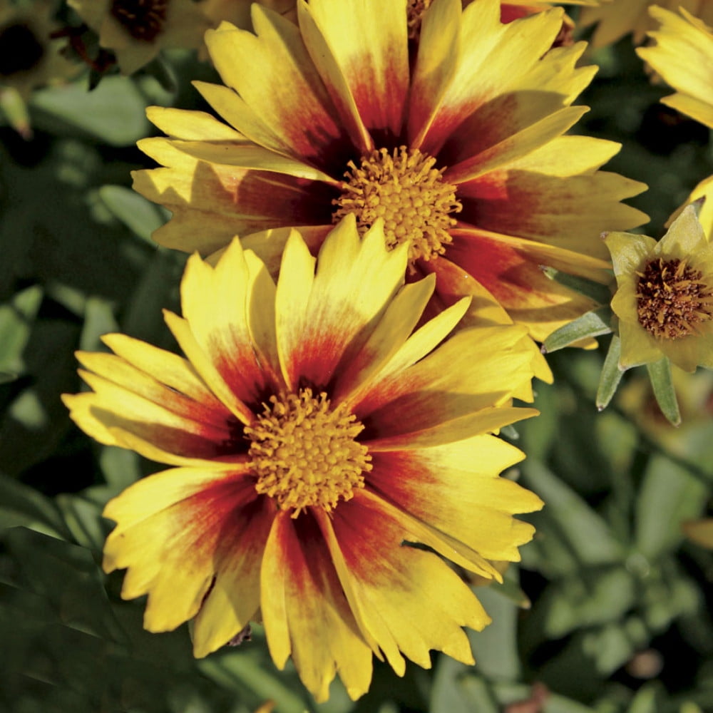 LI'L BANG™ Enchanted Eve Coreopsis Tickseed Perennial Plant - Quart Pot ...
