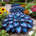 Rainbow Colorful Midnight Blue Hostas for Planting--(Non-Artificial ...