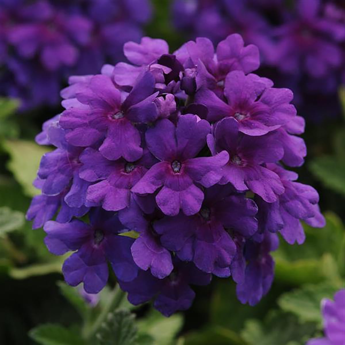 EnduraScape™ Dark Purple Verbena peruviana - Gallon Pot - Walmart.com