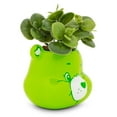 Care Bears Good Luck Bear 5-Inch Ceramic Mini Planter With Artificial Succulent - Walmart.com
