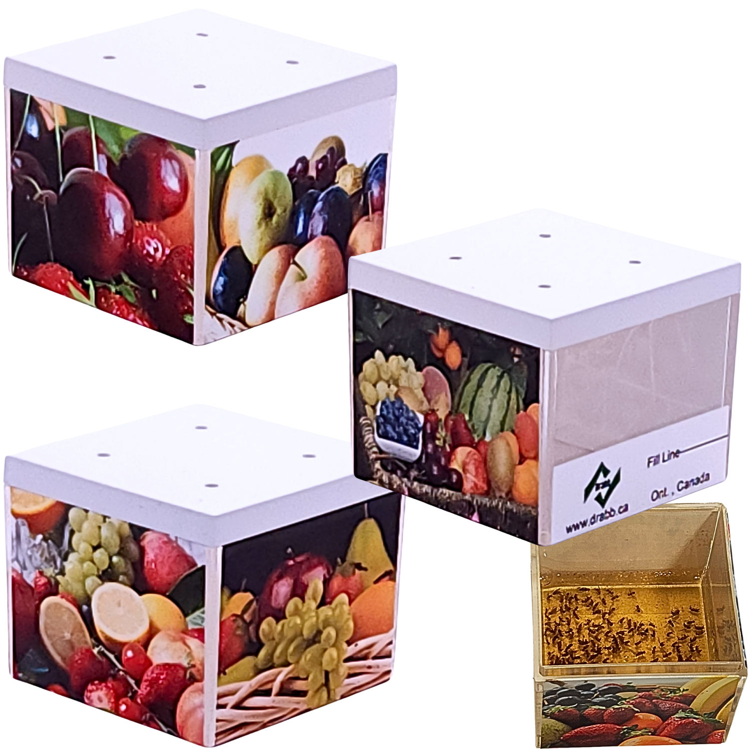 Click here for Drabb. Tropical Fun Fruit Fly Traps  Set Of 3 prices