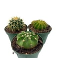 Barrel Cactus Assortment, 4 inch Set of 3, Easter Lily, Lemon Barrel ...