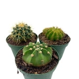 Barrel Cactus Assortment, 4 inch Set of 3, Easter Lily, Lemon Barrel ...