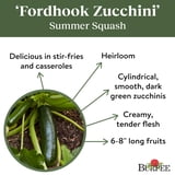 Burpee Fordhook Zucchini Summer Squash Seeds, Dark Green, 6-8” Long, 1 ...