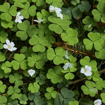 Green Shamrock Live Plant in 4 Inches Pot, 4 - 7 Inches Tall, Shamrock ...