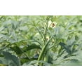Vegetable SEEDS -50 Okra Seeds- Clemson Spineless -All Natural Heirloom ...