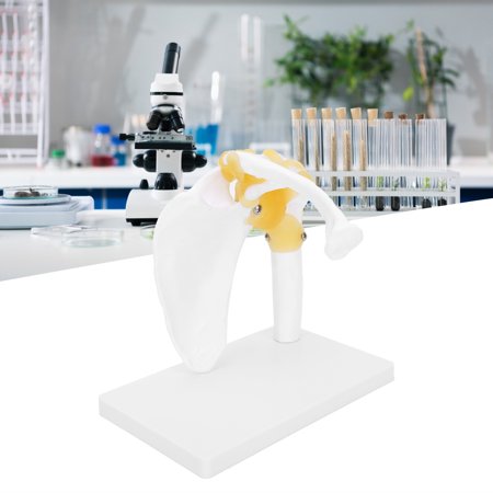 Shoulder Blade Model, Environmental Friendly Shoulder Joint Model Safe ...