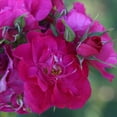 Heirloom Roses John Cabot Hardy Rose Bush, Fragrant Pink Climber with ...