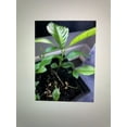 "LIVE Lemon Trees 3""-6"" Edible Citrus Fruit Starter Seedling ...