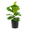 10 in Fiddle Leaf Fig Live Houseplant with Bright Indirect Sunlight 1 ...