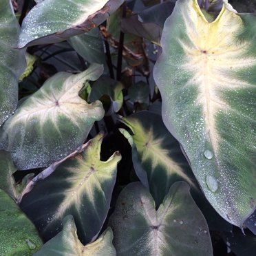 Greenhouse PCA Elephant Ears (Colocasia Esculenta) 3 Live Bulbs | Bold ...