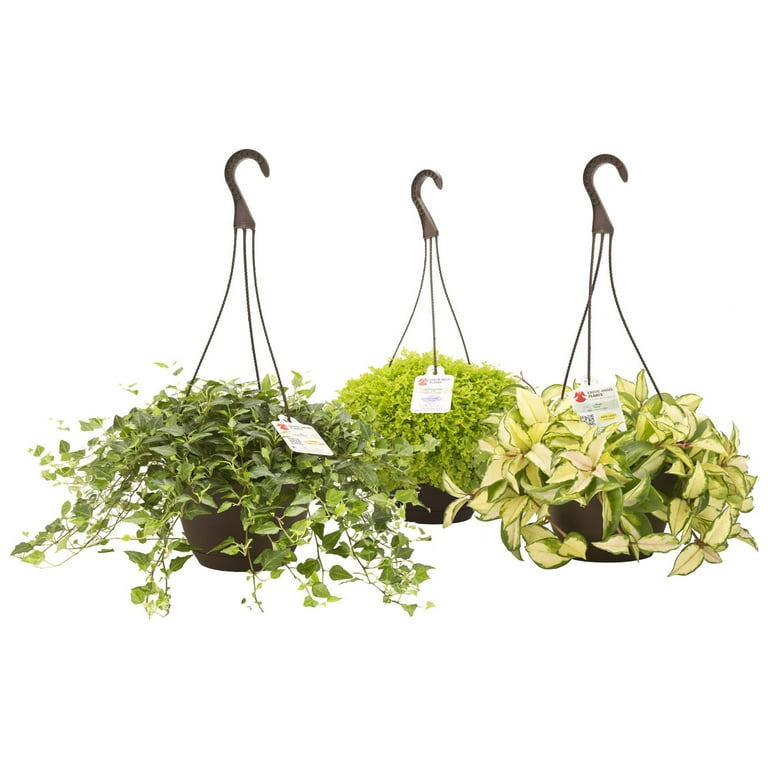 Exotic Angel Plant Live Indoor Plant Foliage Assorted Mulit Color in 8in Hanging Basket