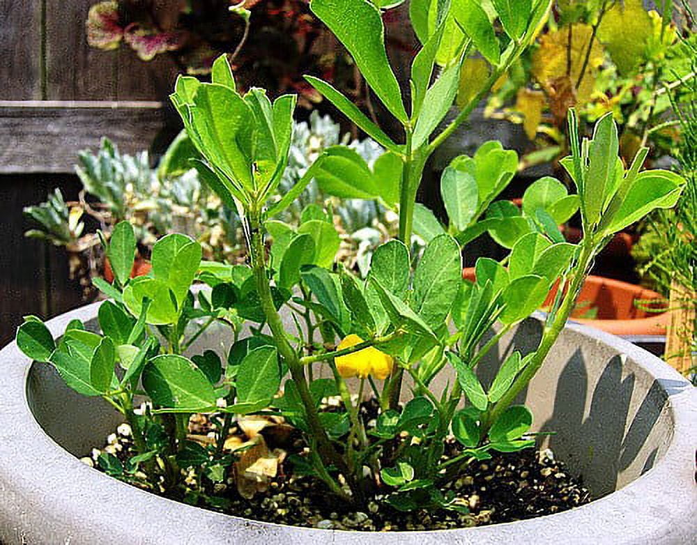 Peanut Plant Flower