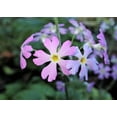 100 PINK FAIRY PRIMROSE Primula Malacoides Baby Primrose Shade ...
