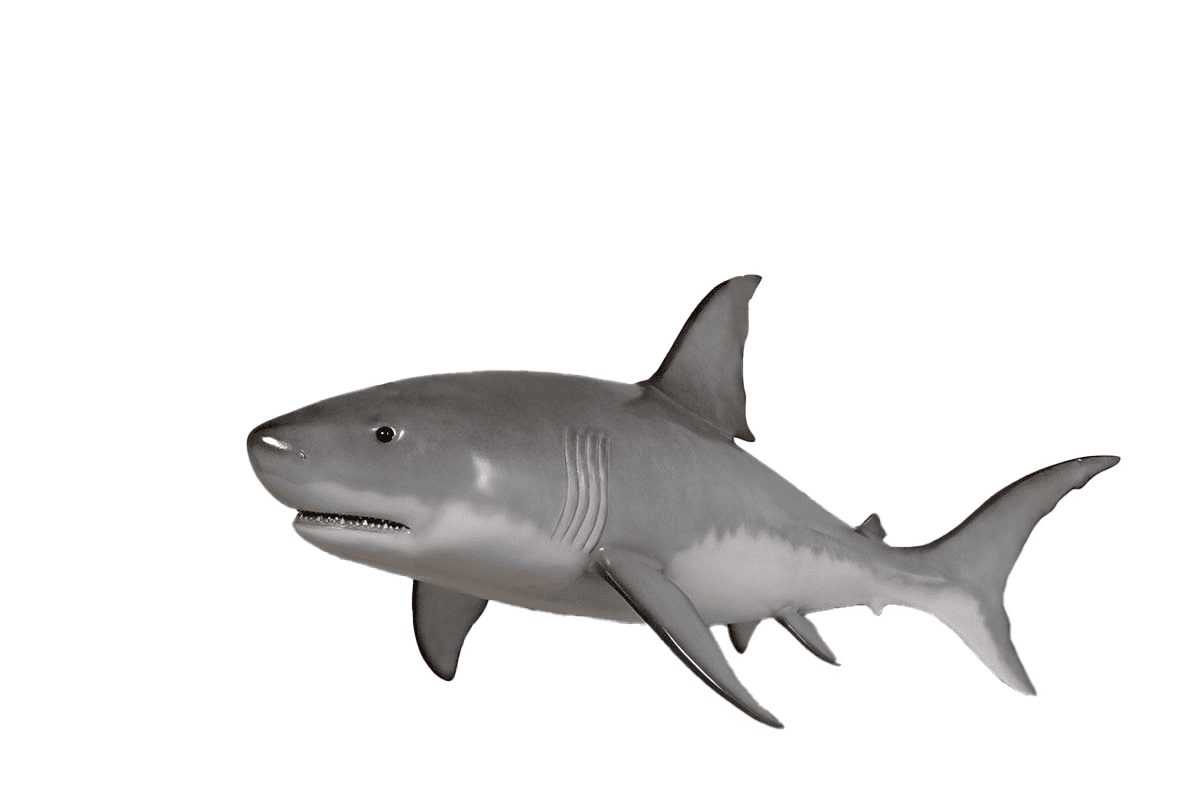 Small Great White Shark Life Size Statue - Walmart.com