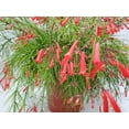 Tropical Plants of Florida 20" to 24" Red Firecracker Bush; Full ...