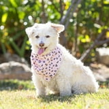 Vibrant Life Pink Naps Pet Bandana Set, Neckwear for Dogs, M - Walmart.com