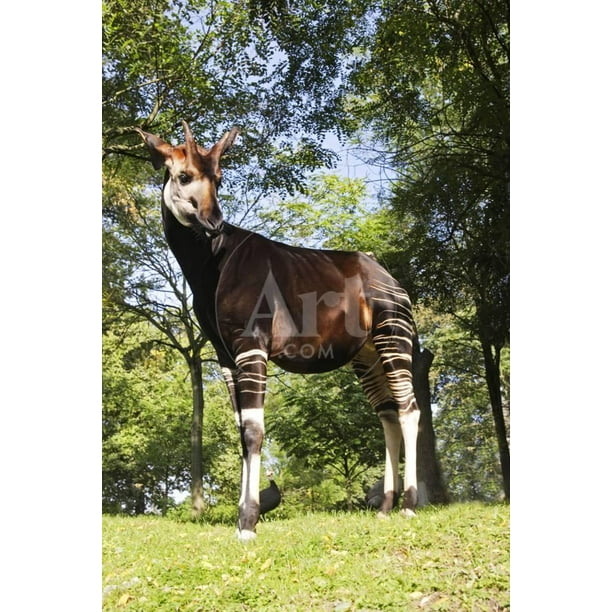 Okapi Male, Animals World Culture Unframed Photographic Print Wall Art ...