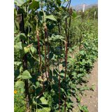 Chinese Red Noodle Bean Seeds - Walmart.com