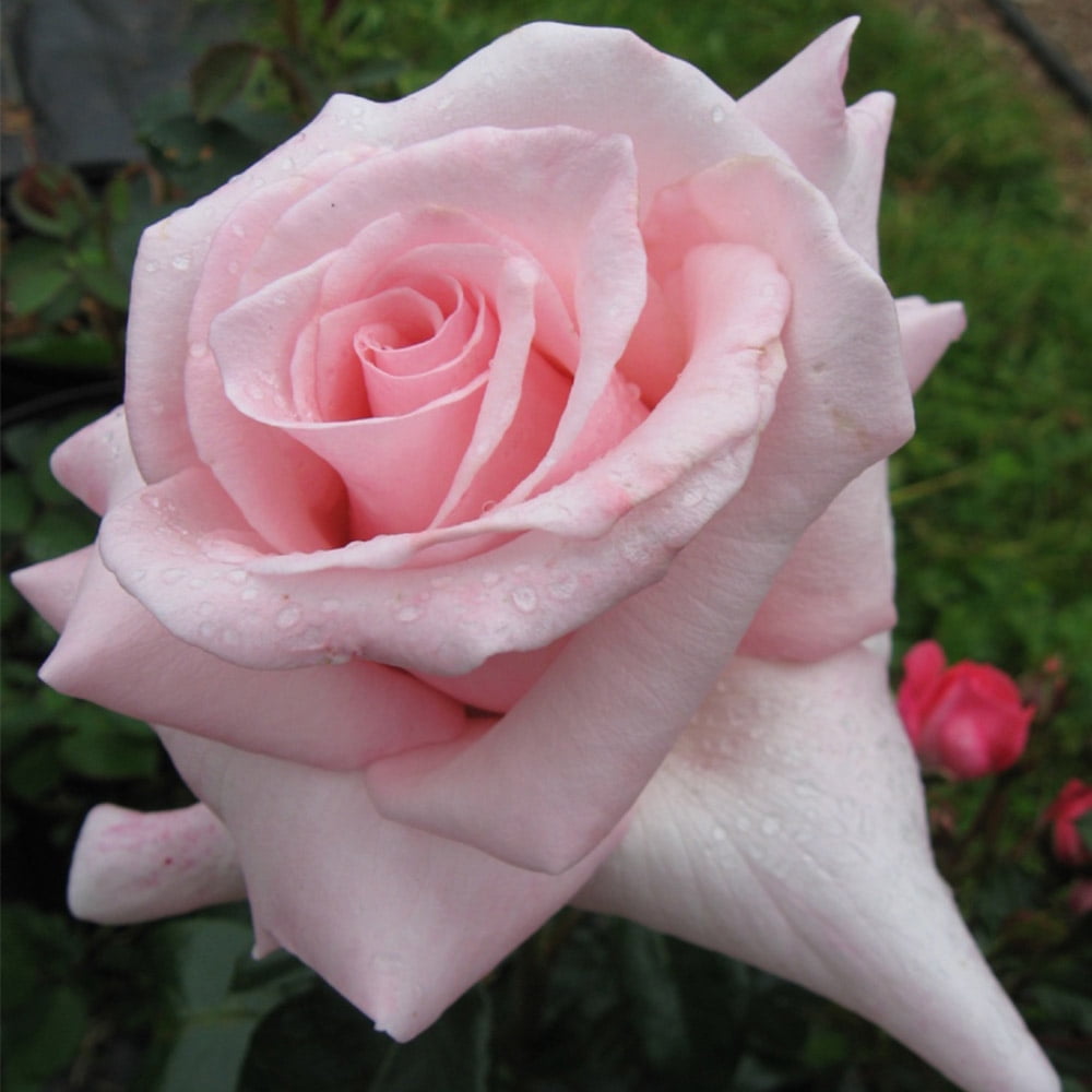 Heirloom Roses - Marylou Whitney Rose Bush - Pink Roses For Garden ...