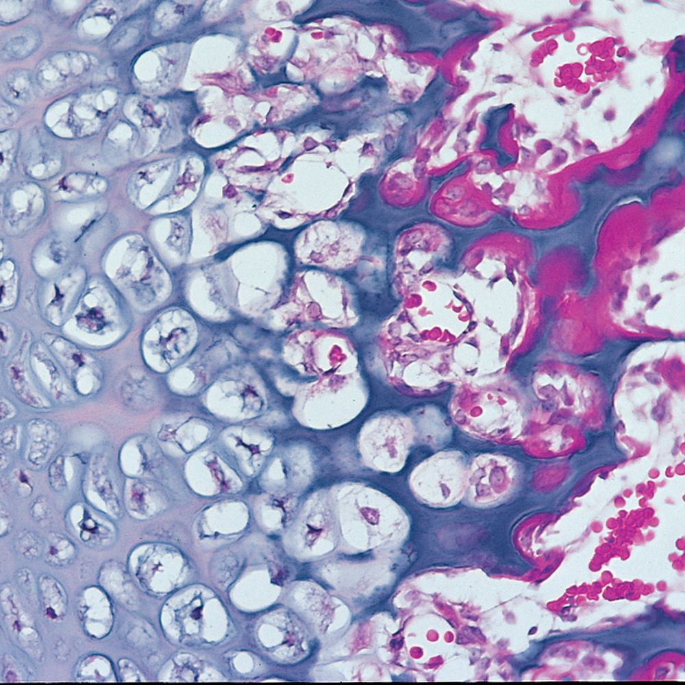 Comprehensive Medical Histology Slide Set, Identify Organs And Tissues ...