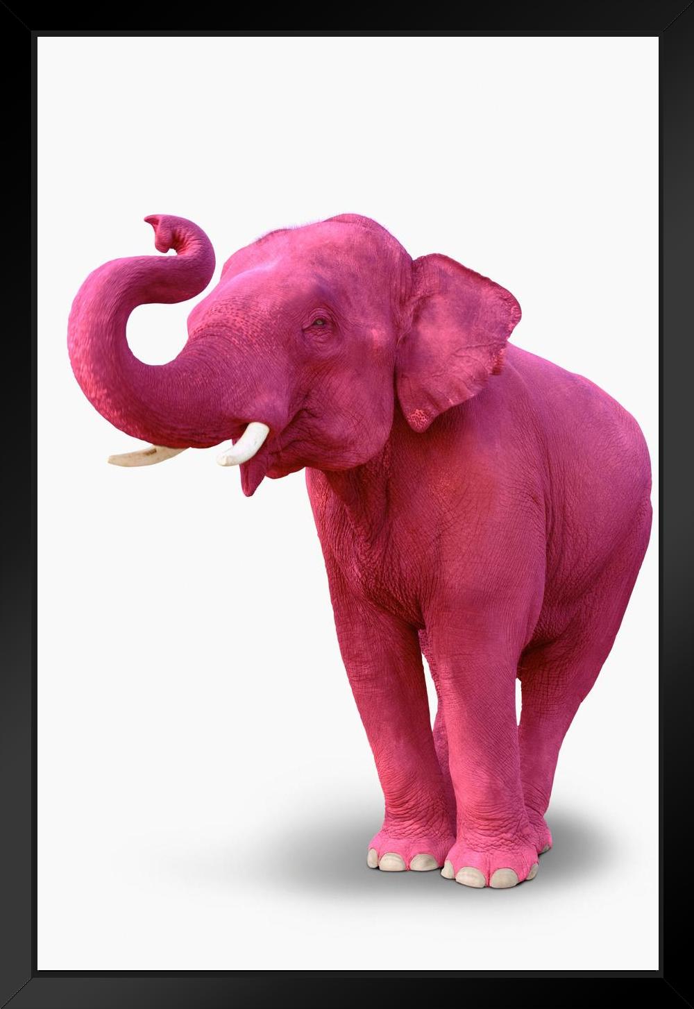 Pink Elephant Funny Parody Photo Photograph African Elephant Wall Art ...