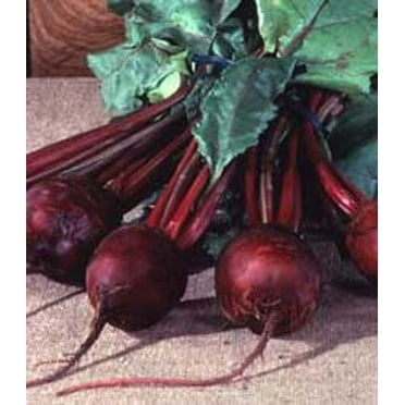 Detroit Dark Red Beet Garden Seeds - 8 Gram Packet - Non-GMO, Heirloom ...