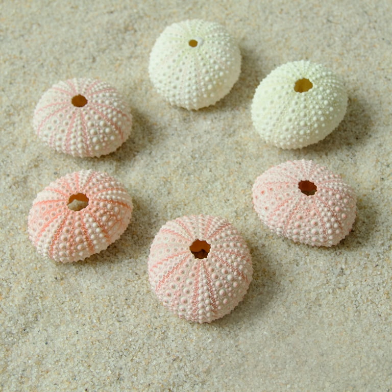Sea Urchin Shell Crafts