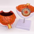 AOOOWER Human Eye Anatomy Model Shows Lens, Vitreous body of eyeball ...