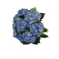 Bloomingmore - Shocking Blue Hydrangea Fresh Flowers, 30 Stems ...