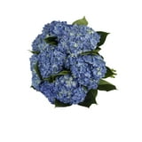 Bloomingmore - Shocking Blue Hydrangea Fresh Flowers, 30 Stems ...