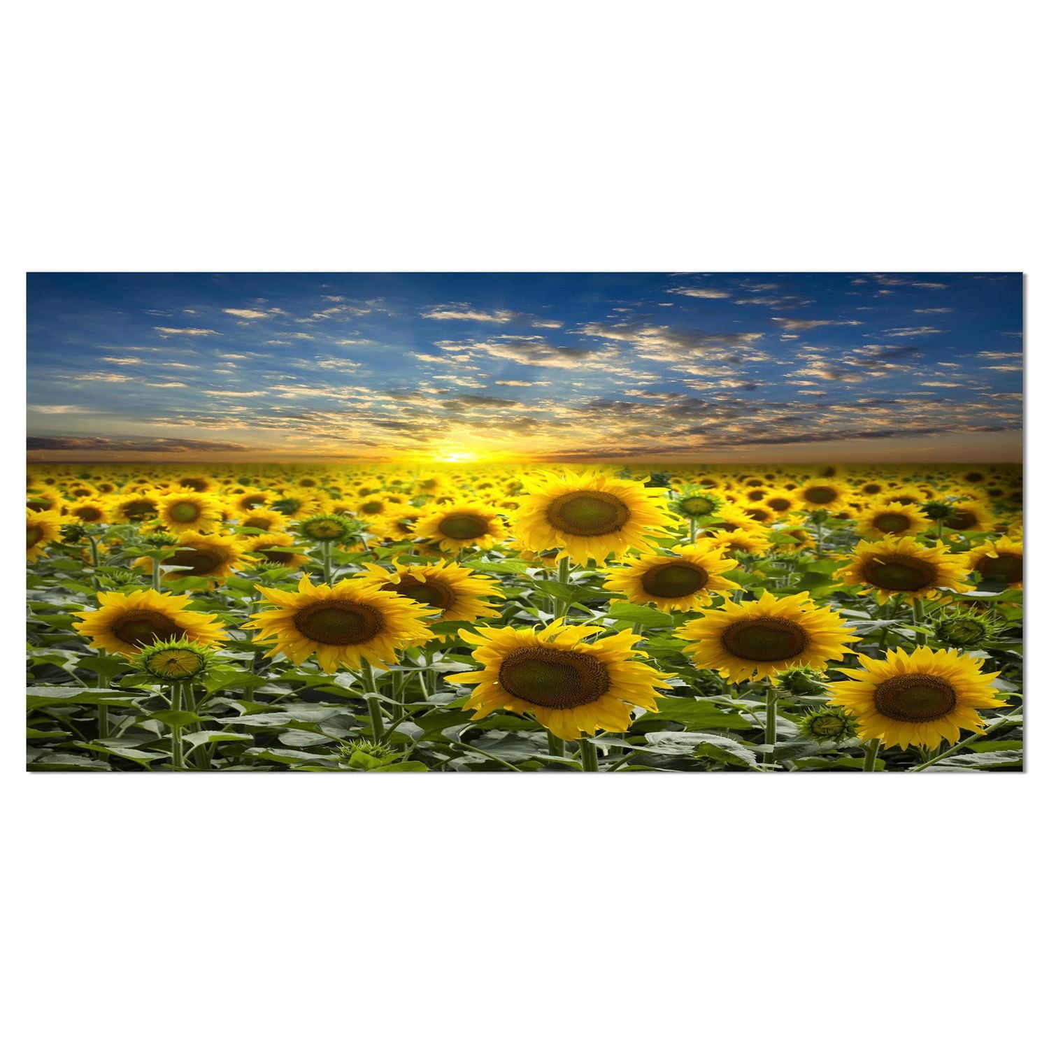 Click here for Designart Field Of Blooming Sunflowers Canvas Wall... prices