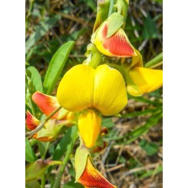 15 Leopard Lily Seeds for Planting - Belamcanda chinensis - Walmart.com