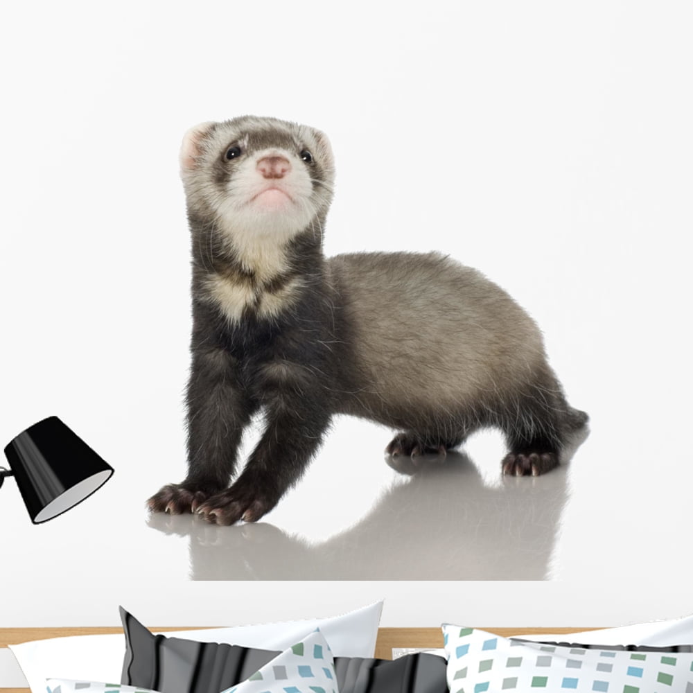 Ferret Kit Front White Wall Decal by Wallmonkeys Peel and Stick Graphic ...