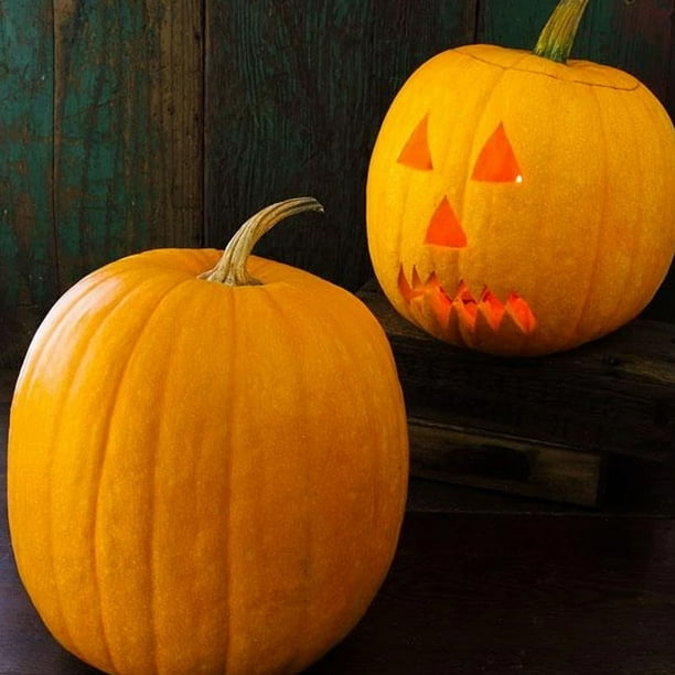 Organic Jack O'Lantern Pumpkin Seed - 4 g ~30 Seeds - Non-GMO, Heirloom ...