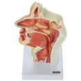 Axis Scientific Human Larynx and Pharynx Disorders Model | Shows Normal ...