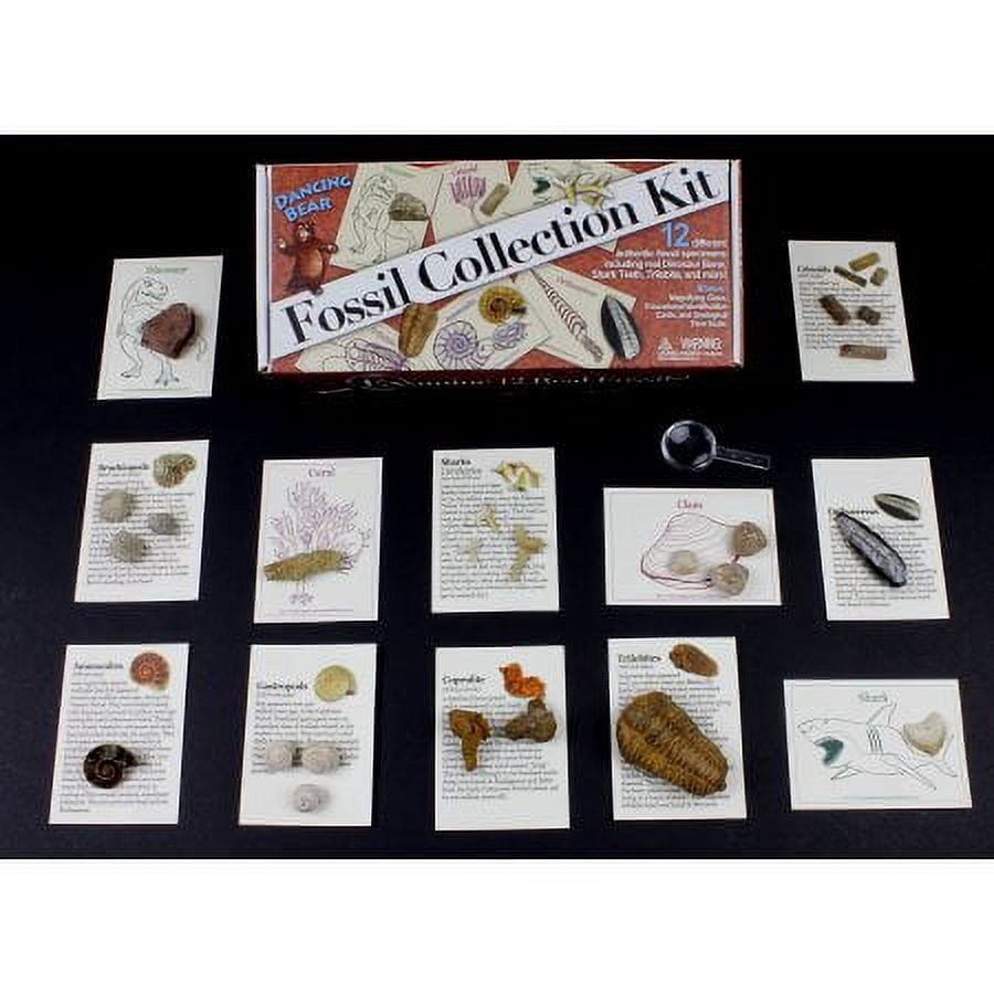 DANCING BEAR Fossil Collection Kit (12 Pc Set) Fossil ID, 51% OFF