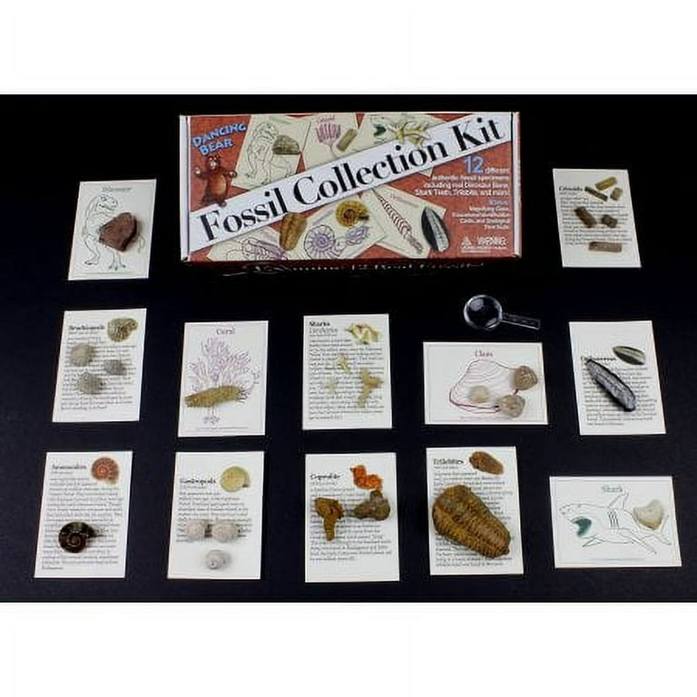 Fossil Collection Kit Hot Sale | emergencydentistry.com