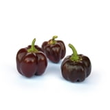 20 Seeds Organic Chocolate MINI BELL PEPPER Brown Sweet Mild Miniature ...