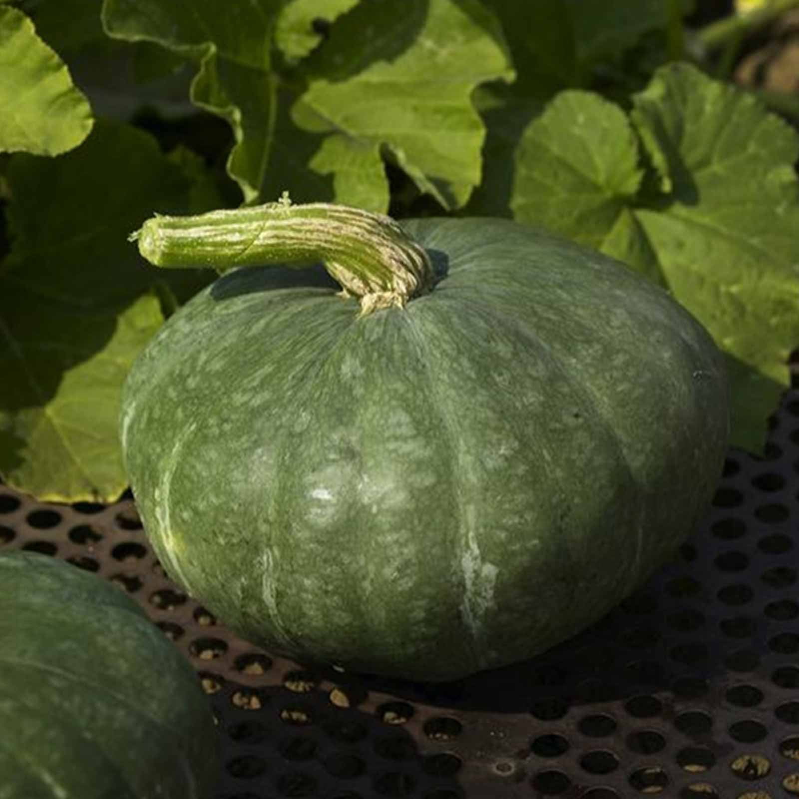 Sweet Meat Winter Squash Garden Seeds - 1 Lbs - Heirloom, Non-GMO ...